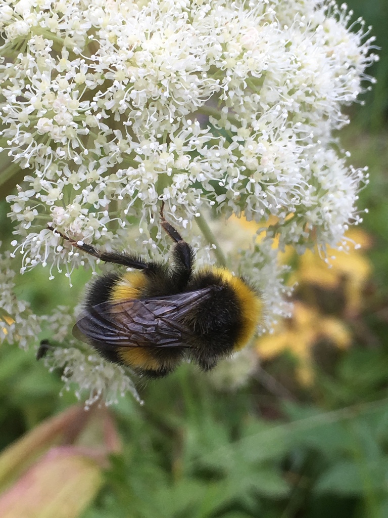 White-tailed Bumble Bee from Tórshavn, FO-ST, FO on August 08, 2019 at ...