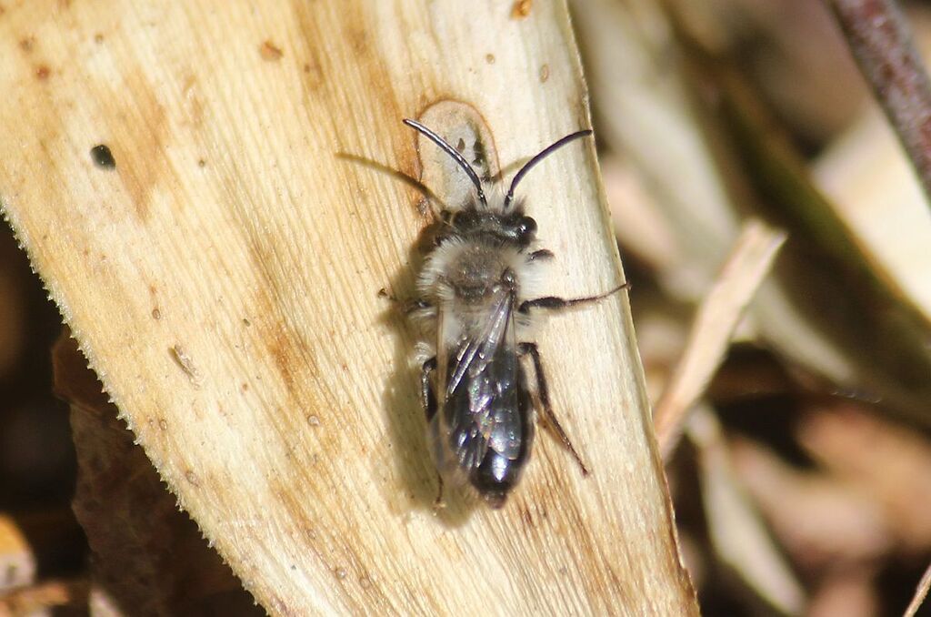Ashy Mining Bee from Buckpool and Fens Pool LNR, Brierley Hill, UK on ...