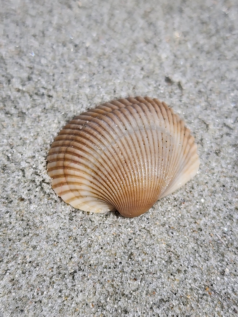 Blood Ark from Myrtle Beach, SC 29572, USA on April 6, 2025 at 01:32 PM ...