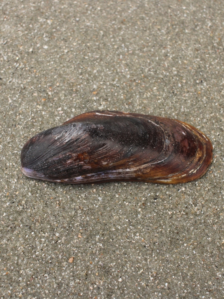 Modiolus from Horry County, SC, USA on April 6, 2025 at 01:00 PM by ...