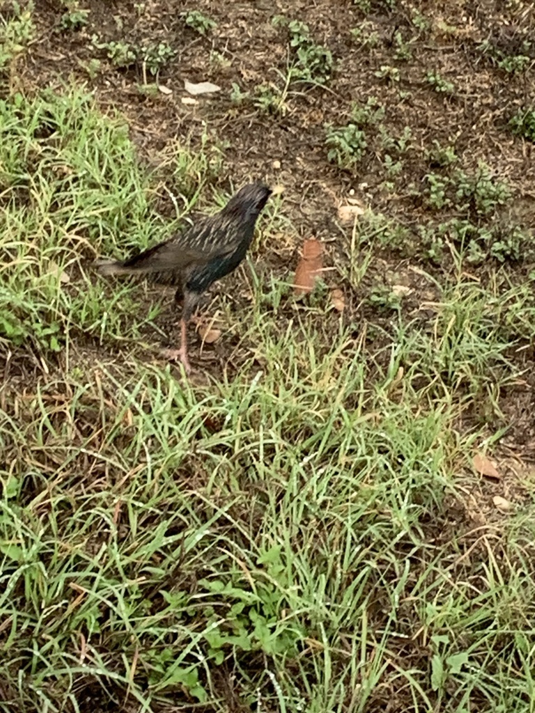 European Starling from The University of Texas at San Antonio, San ...
