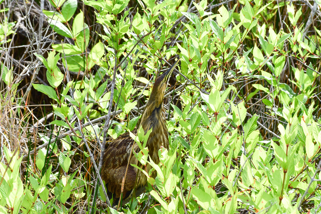 American Bittern from Everglades National Park, Homestead, FL, US on ...