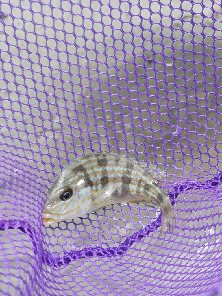 Pigfish from Sunset Beach, NC 28468, USA on August 16, 2019 at 04:02 PM ...