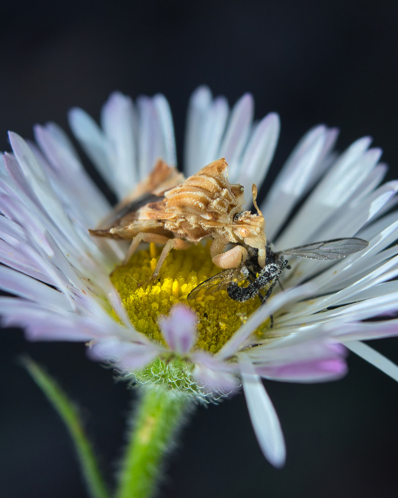 Jagged Ambush Bugs from San Pedro Garza García, Nuevo Leon, Mexico on ...