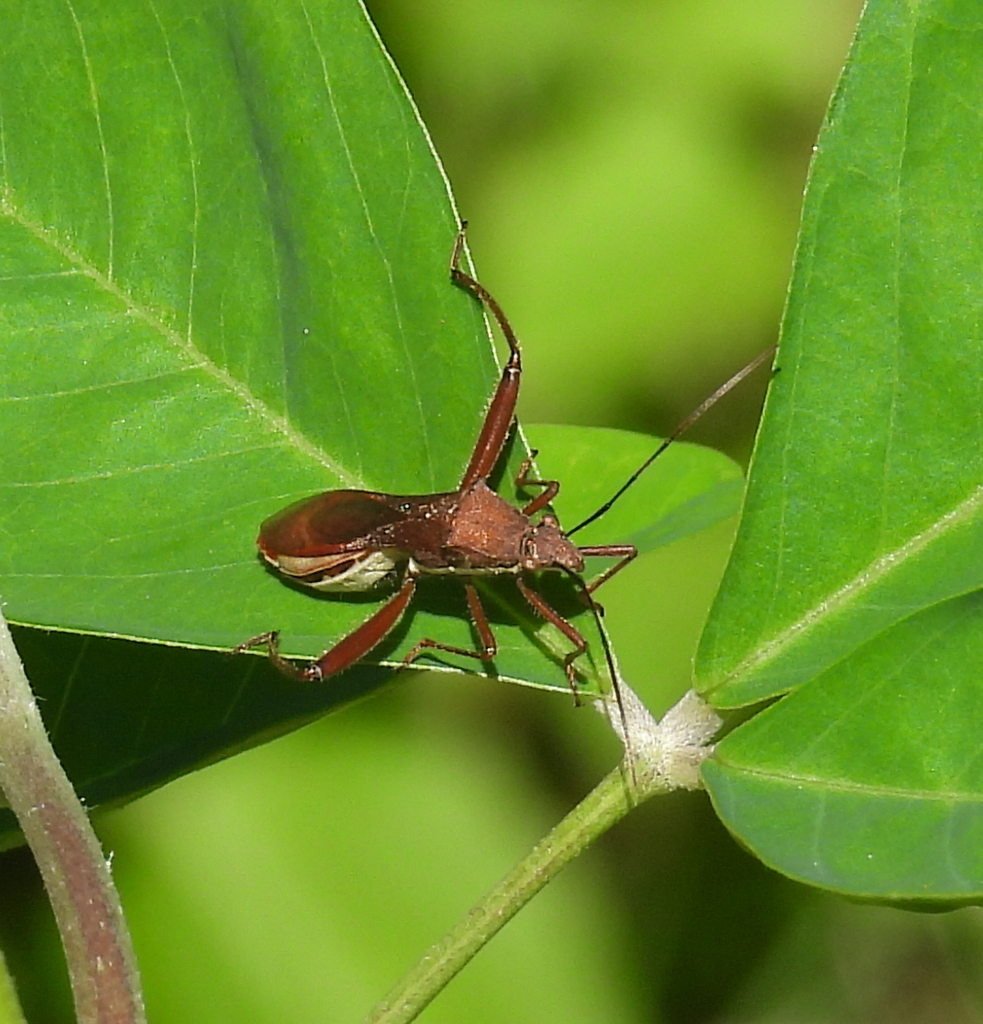 Riptortus linearis from Milne Hill Reserve, Chermside West QLD 4032 ...