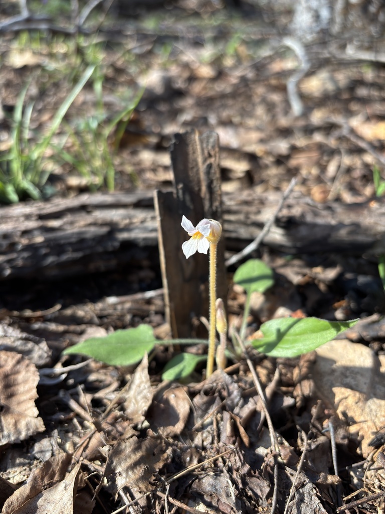 one-flowered cancer-root in April 2025 by Jack Looney · iNaturalist
