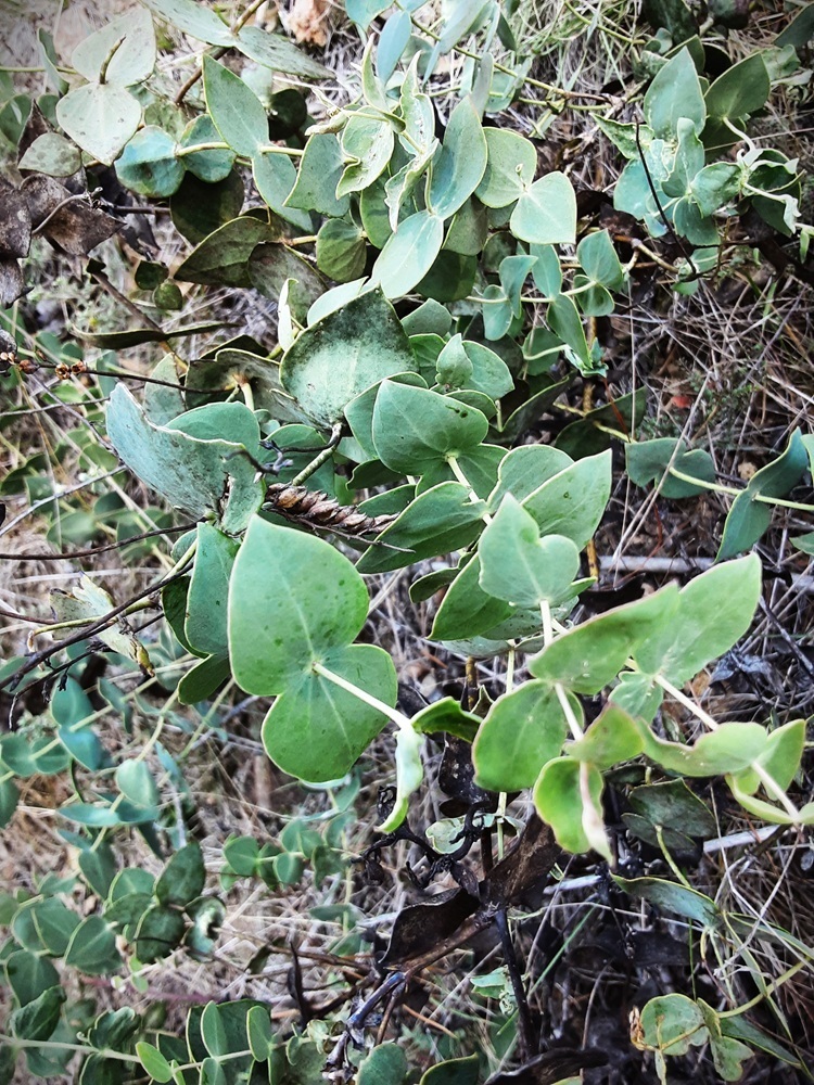 Digger's Speedwell from Sunny Corner State Forest, Yetholme NSW 2795 ...