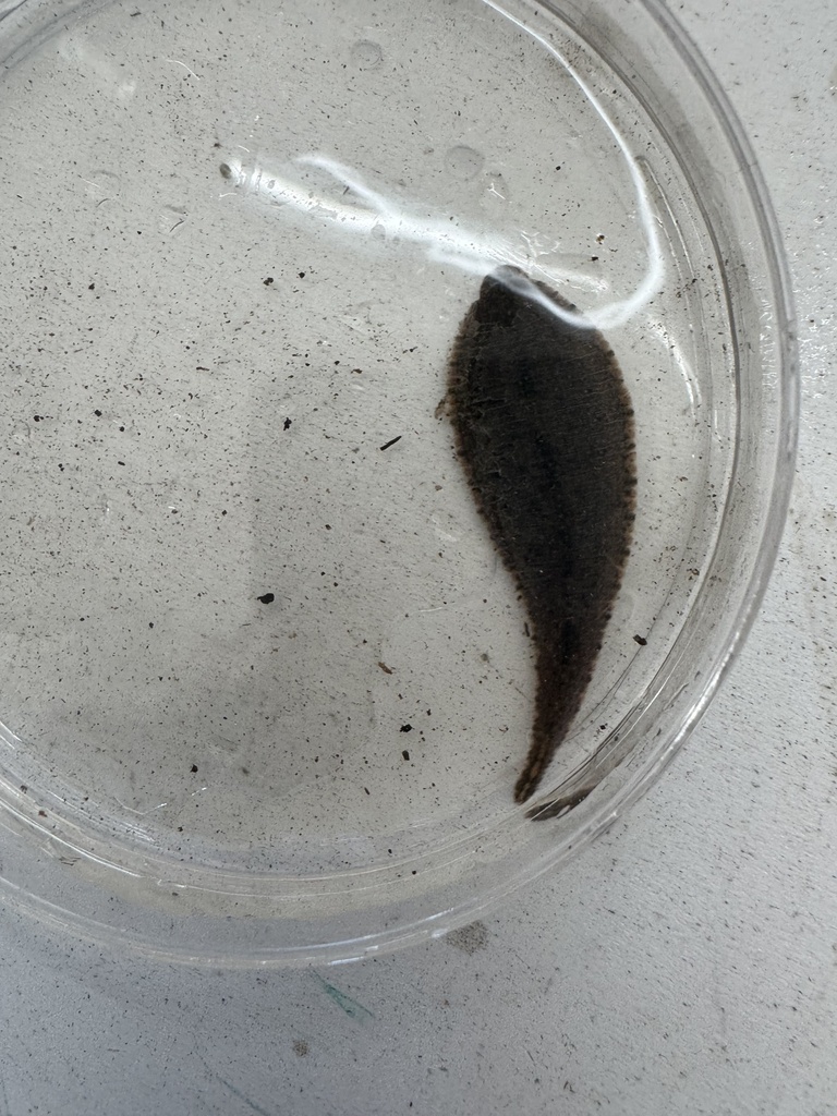 Smooth Turtle Leech from Georgetown, SC, US on April 7, 2025 at 12:26 ...