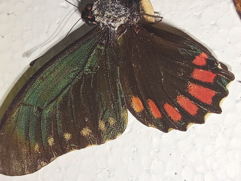 Variable Swallowtail from 6CC6+W6R, Limón, Mercedes, Costa Rica on ...