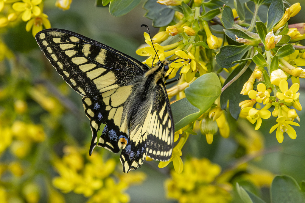 Oregon Swallowtail from Franklin County, WA, USA on April 06, 2025 at ...