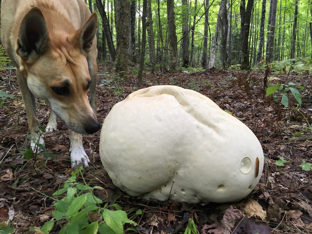 giant puffball from Algoma District, ON, Canada on September 9, 2016 at ...