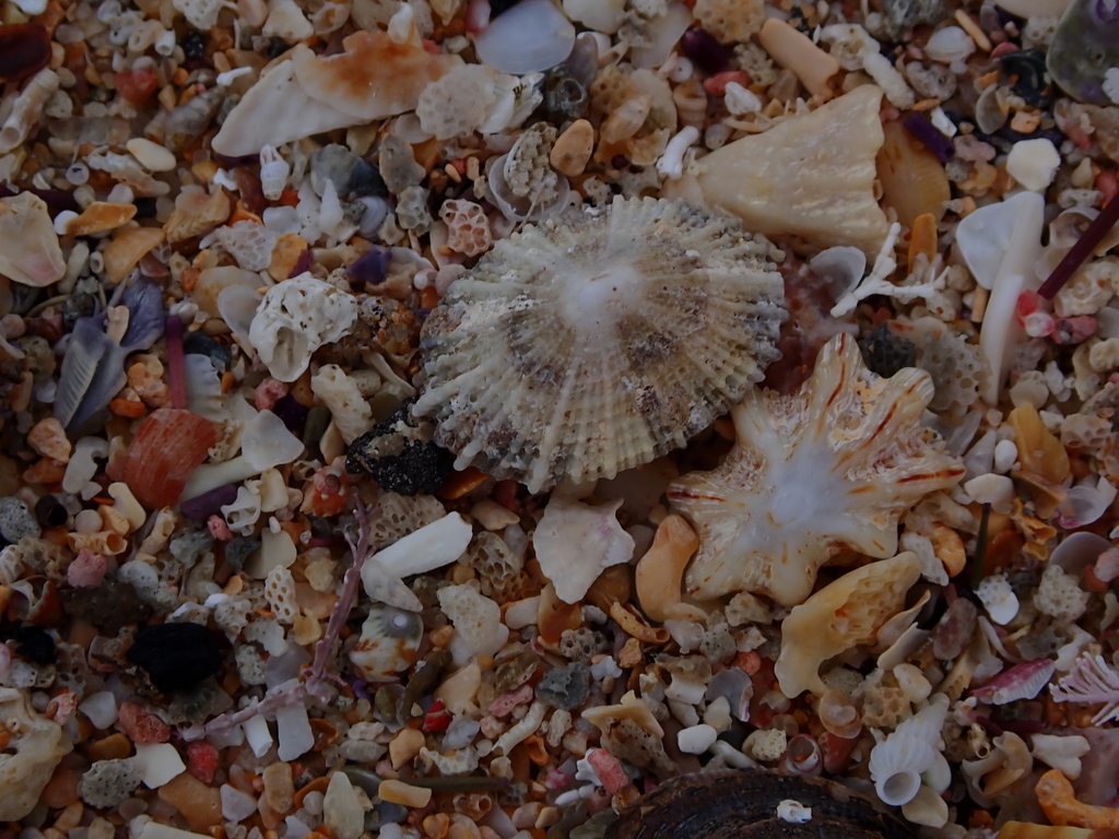 Cap-shaped False Limpet from Central Coast NSW, Australia on March 28 ...