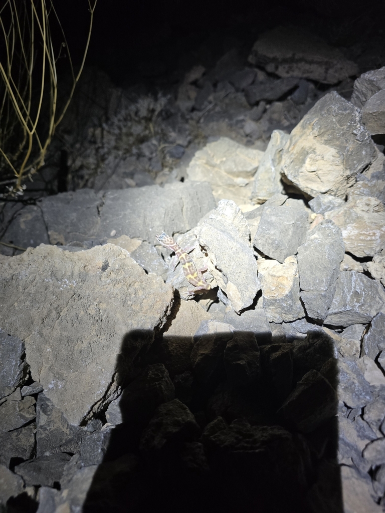 Western Banded Gecko from Las Vegas, NV 89129, USA on April 7, 2025 at ...