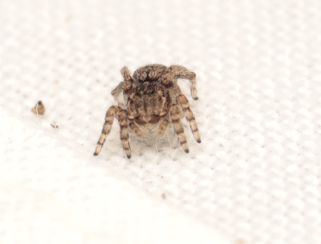 Bat-like Peacock Spider from Argyle VIC 3523, Australia on April 2 ...