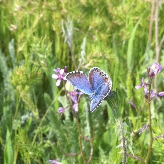 Bavius Blue from Одесская область, UA on April 17, 2016 at 04:43 PM by Alex Moskalenko · iNaturalist