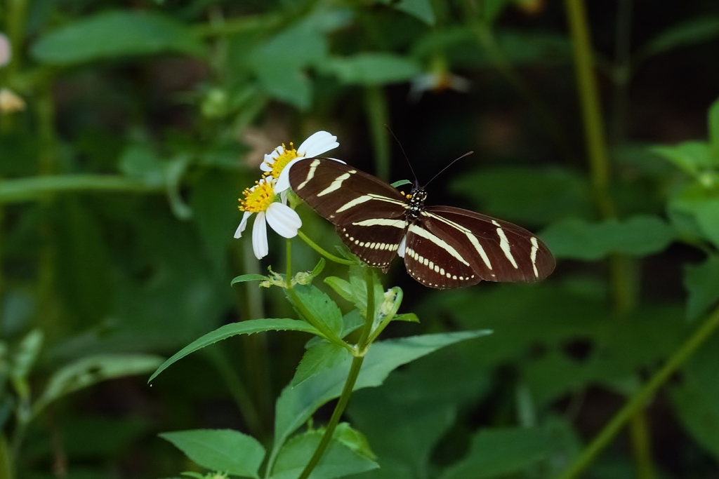Zebra Longwing from Gadsden County, FL, USA on September 18, 2018 at 12 ...