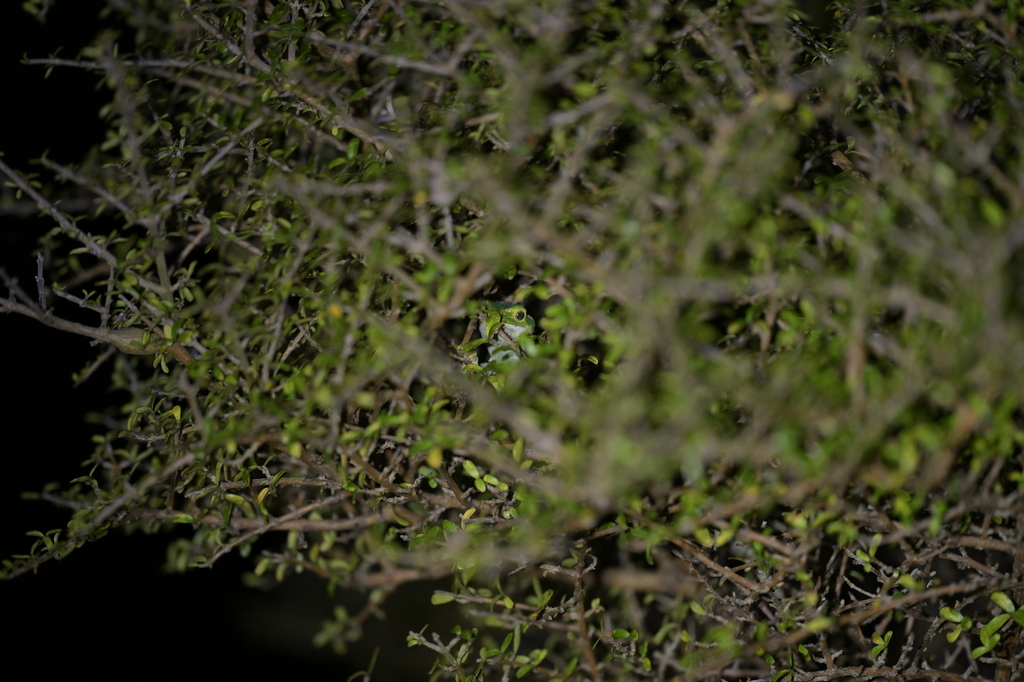 Jewelled Gecko in April 2025 by Christopher Stephens. emergerd, finally ...