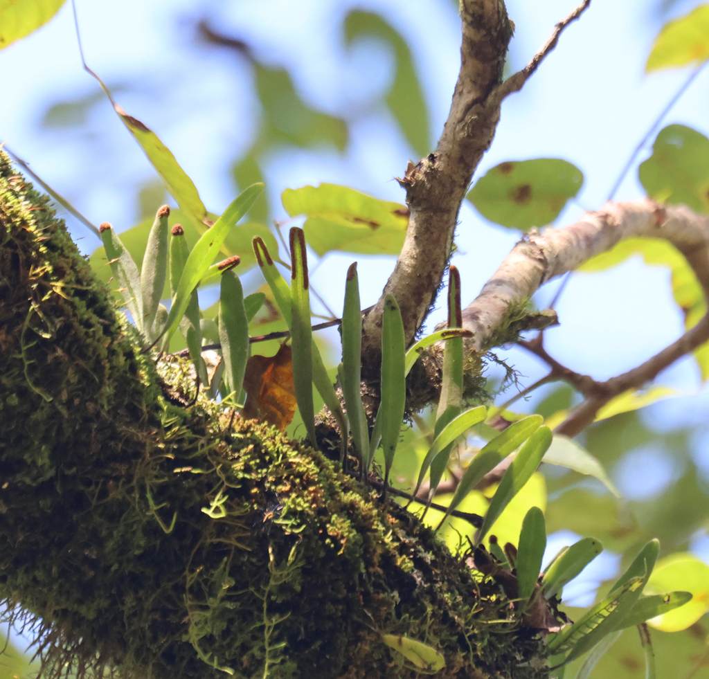 Pyrrosia confluens from The Cream Track, Tallebudgera Valley QLD 4228 ...
