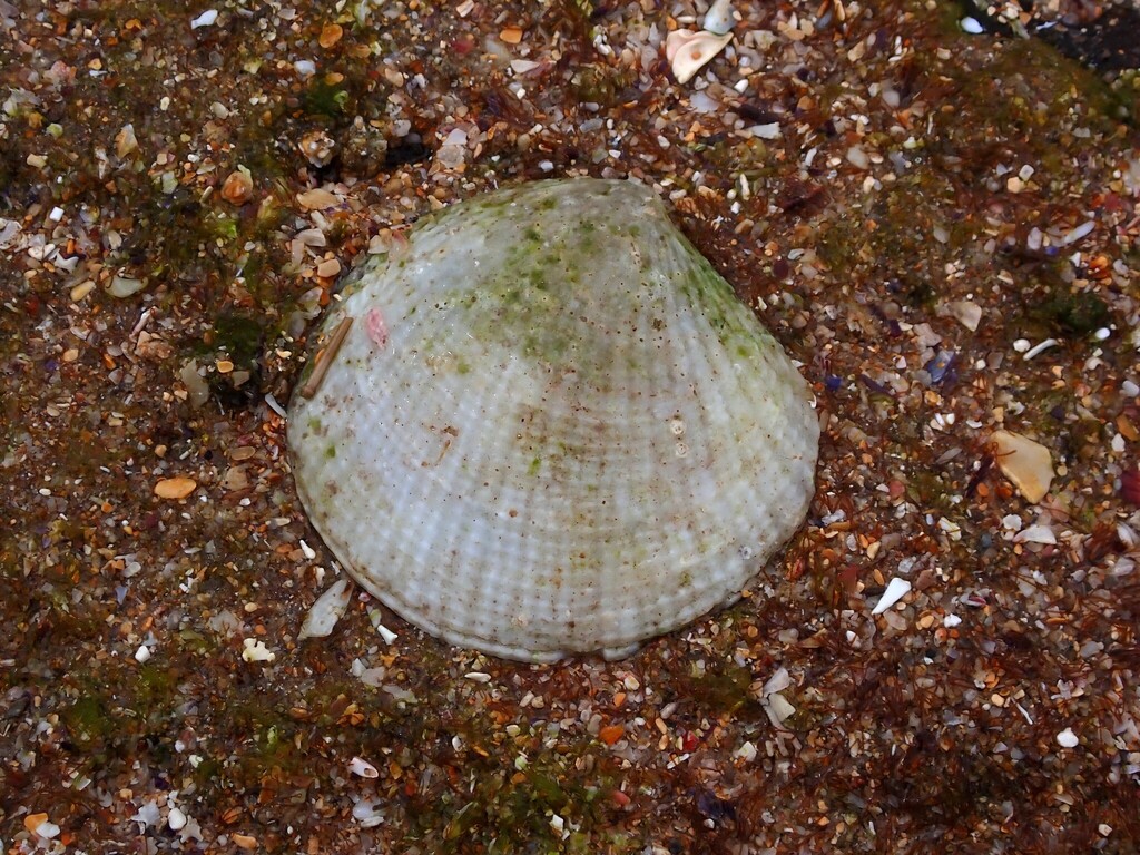 Codakia rugifera from Central Coast NSW, Australia on March 28, 2025 at ...