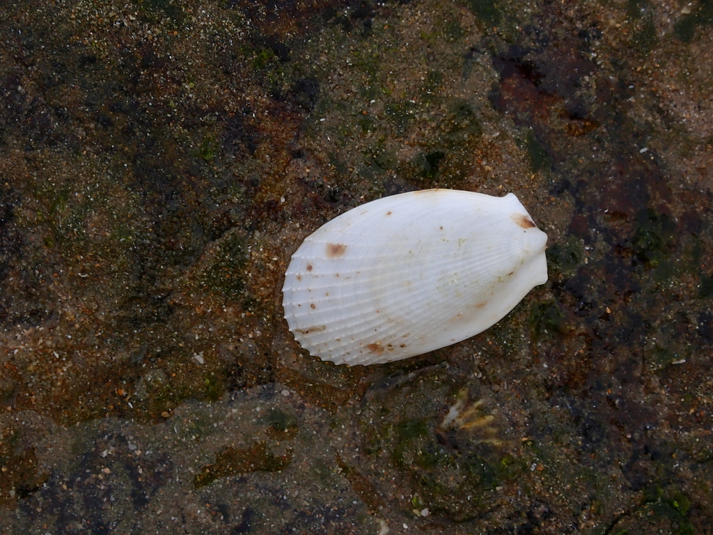 Limatula strangei from Central Coast NSW, Australia on March 28, 2025 at 02:33 PM by Adrian Gale ...