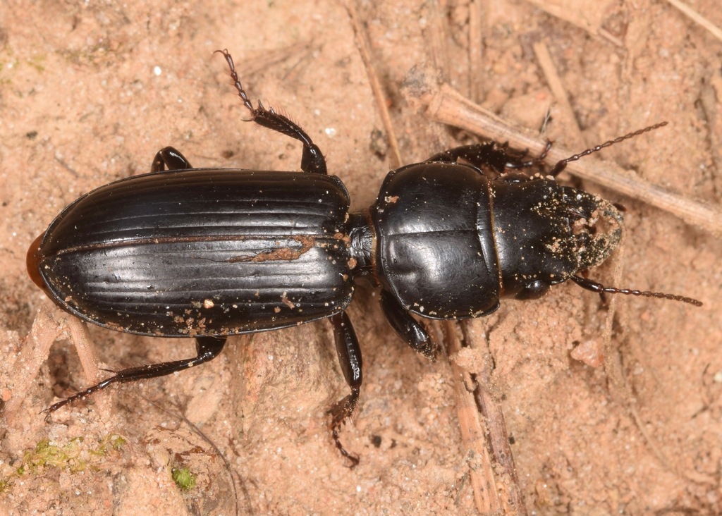Big-headed Ground Beetle from Canton, GA, USA on July 4, 2019 by ...