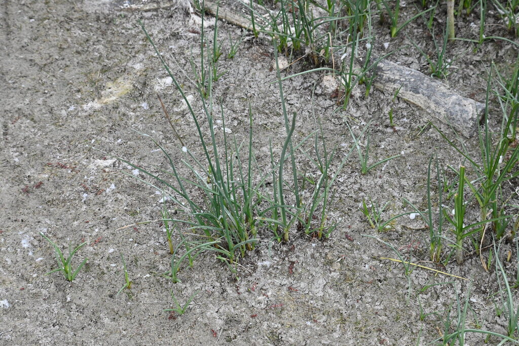 three-square bulrush from Derrinallum, Deep Lake VIC 3325, Australia on ...