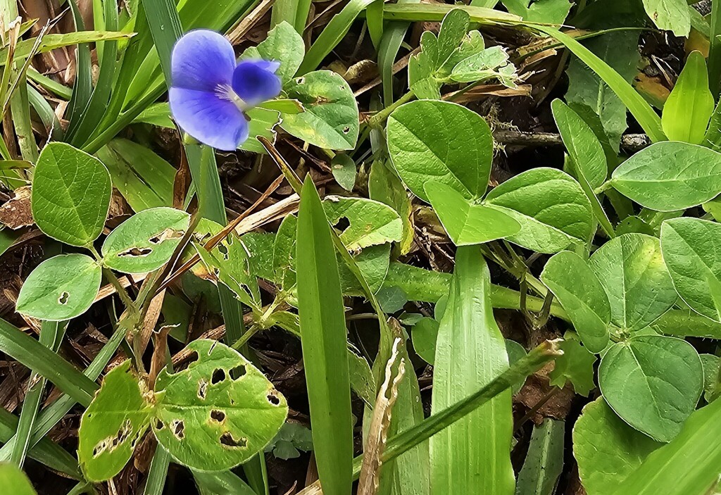 creeping vigna (Vigna parkeri) - Botanical Realm