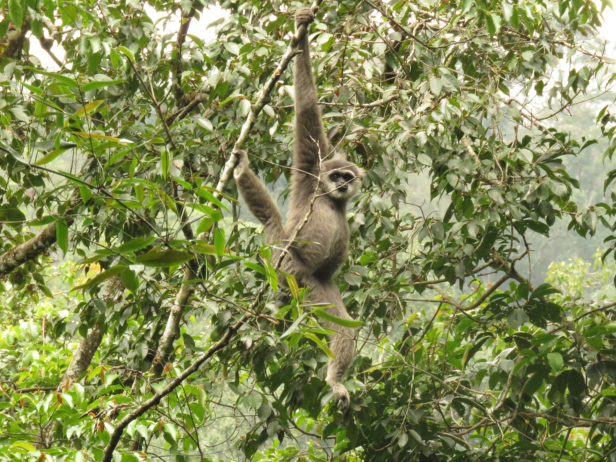 Hylobates moloch (Audebert, 1798)