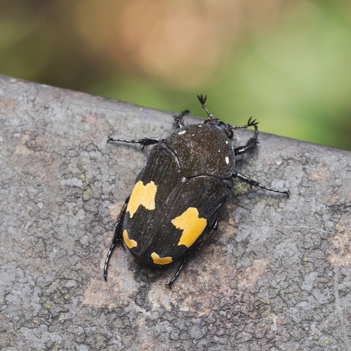 Clinteria ducalis · iNaturalist
