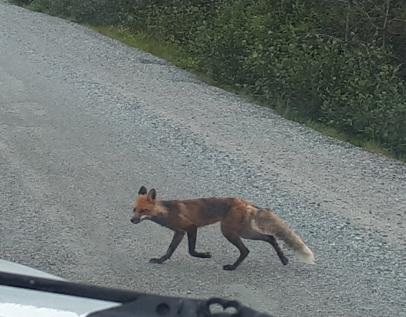 Red Fox from Nord-du-Québec, QC, Canada on August 14, 2019 by Daniel P ...