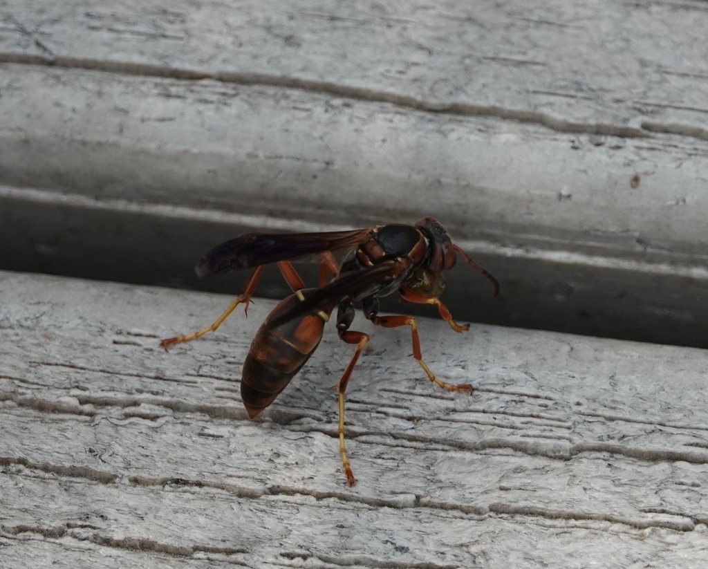 Dark Paper Wasp from Bergen Beach, Brooklyn, NY, USA on August 16, 2019 ...