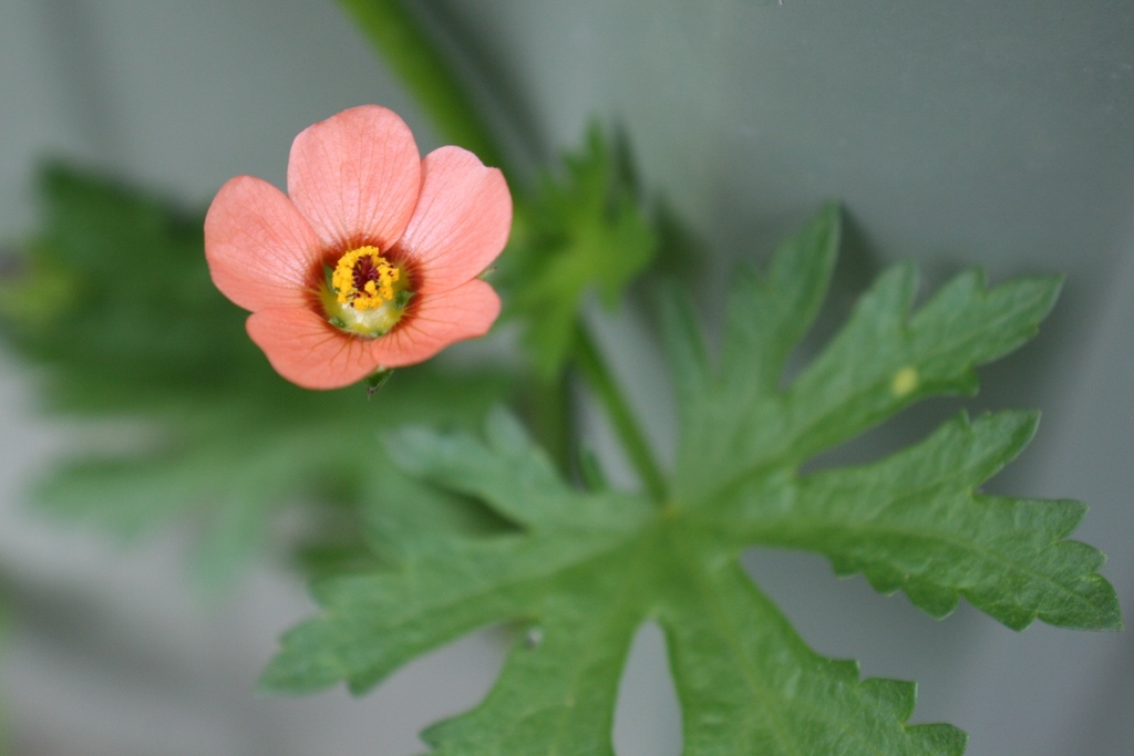 modiola (Plants of the American River Parkway) · iNaturalist