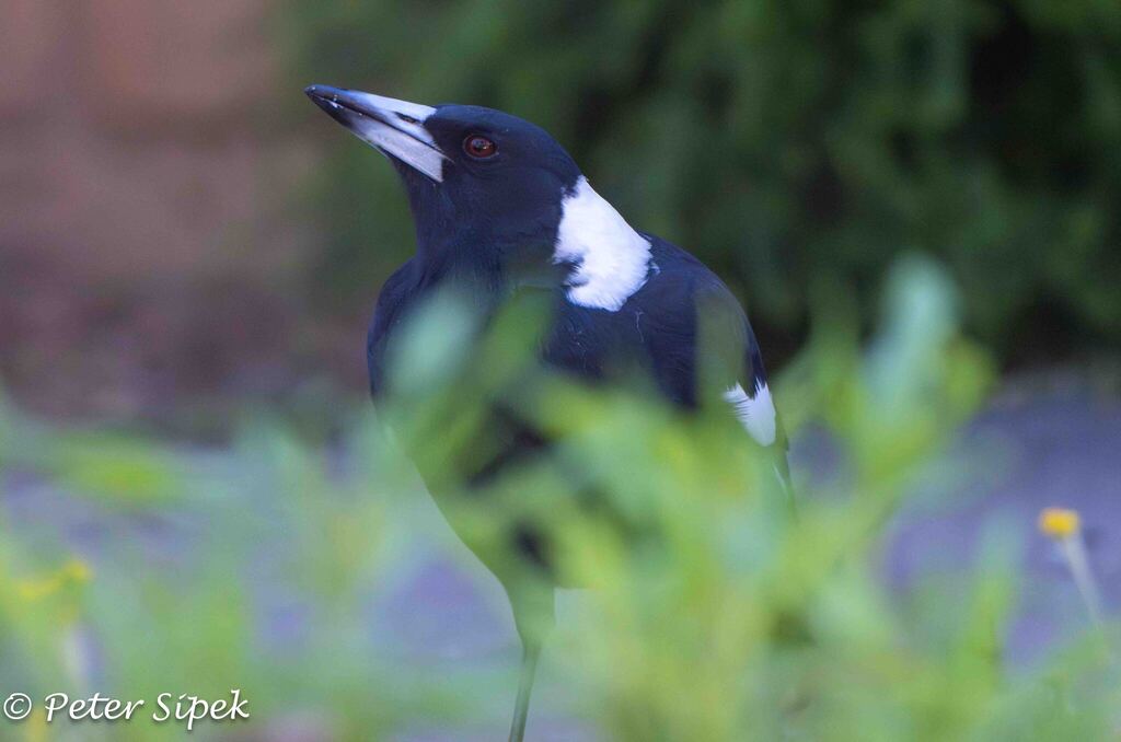 Australian Magpie from Sydney NSW, Australia on April 05, 2025 at 10:26 ...