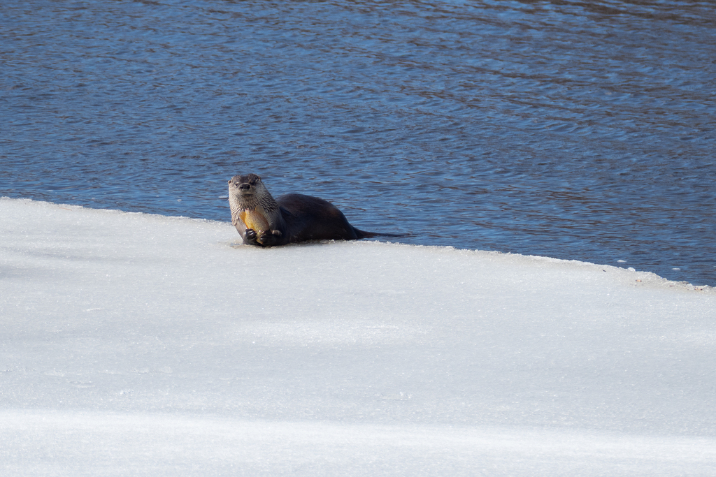 North American River Otter from Marquette, MI 49855, USA on April 5 ...