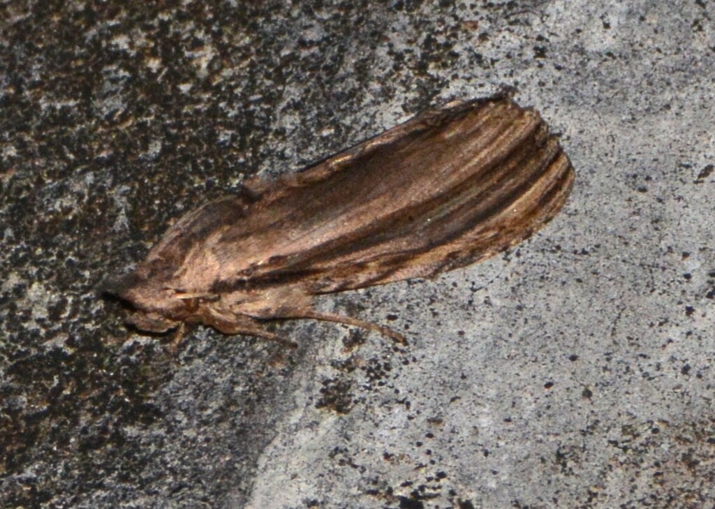 Antiopha from Magé, RJ, Brasil on April 8, 2025 at 12:19 AM by ...