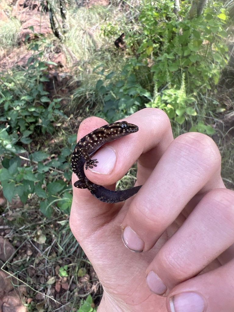 Transvaal Thick-toed Gecko from City of Tshwane, ZA-GT, ZA on April 8 ...