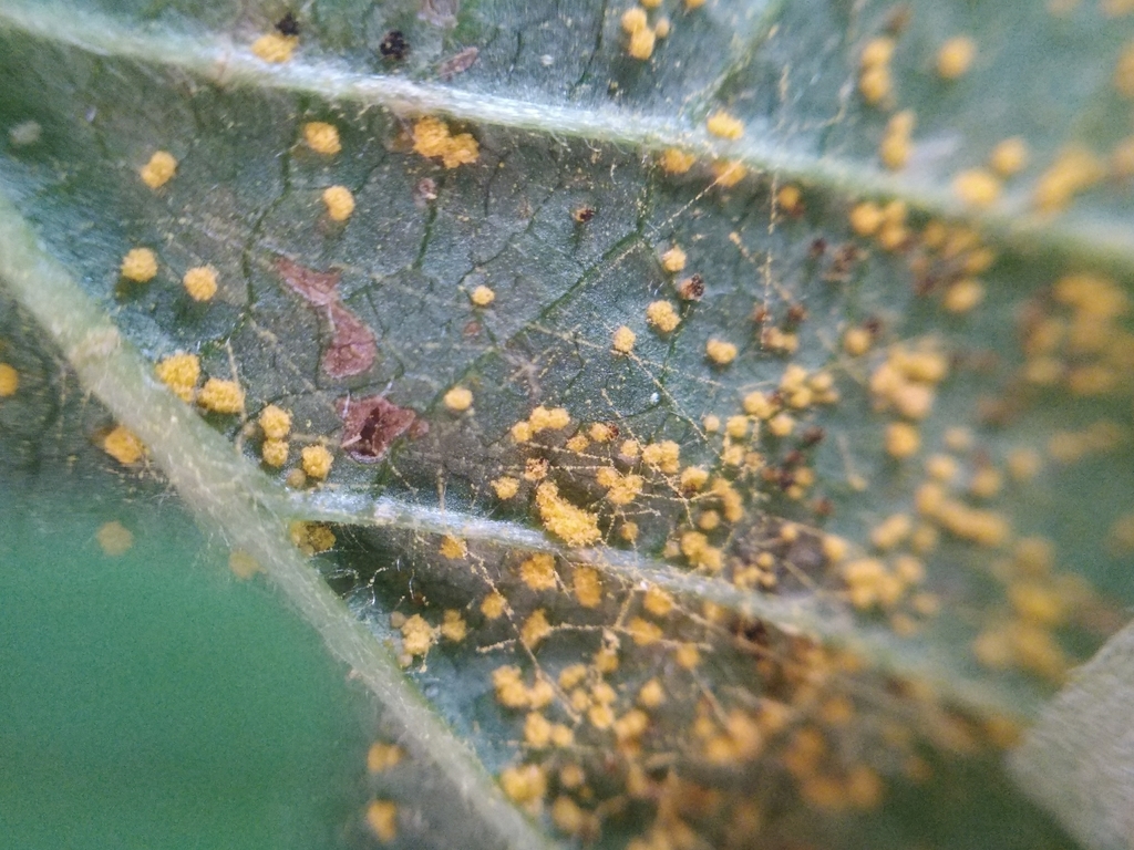 Orange Bramble Rust from 070000, Kazakhstan on August 08, 2019 at 11:45 ...