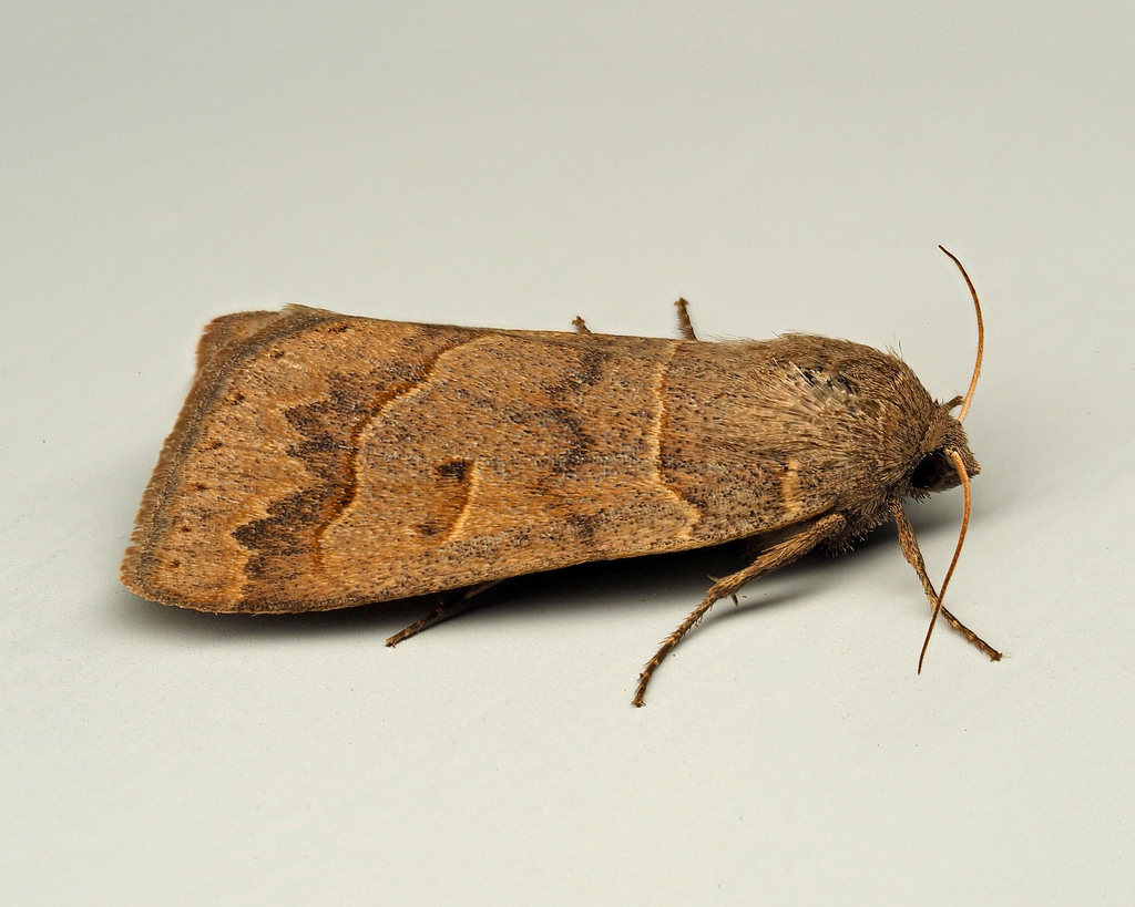 Common Oak Moth from Salem, NH 03079, USA on April 13, 2023 at 03:52 AM ...