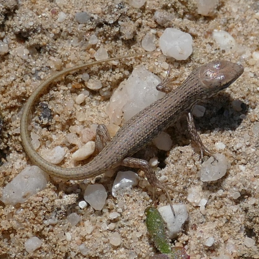 Variegated Skink from Namib desert E of Wlotzkasbaken, Erongo, Namibia ...