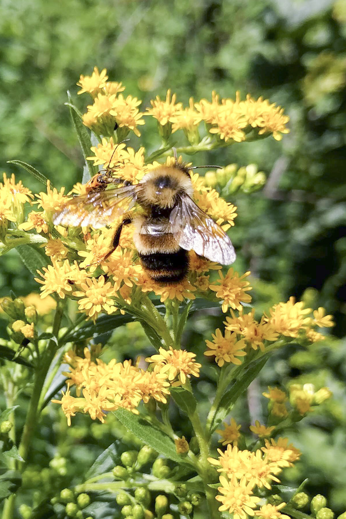 Rusty-patched Bumble Bee in August 2019 by Tony Ernst · iNaturalist