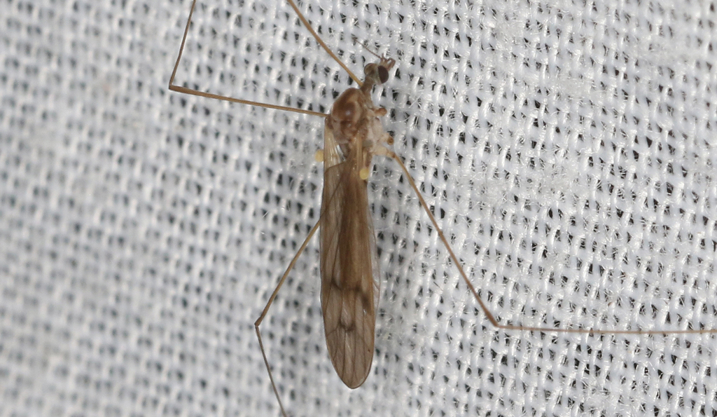 Antocha australiensis from 674 Jumbuk Rd, Jeeralang Junction VIC 3840 ...