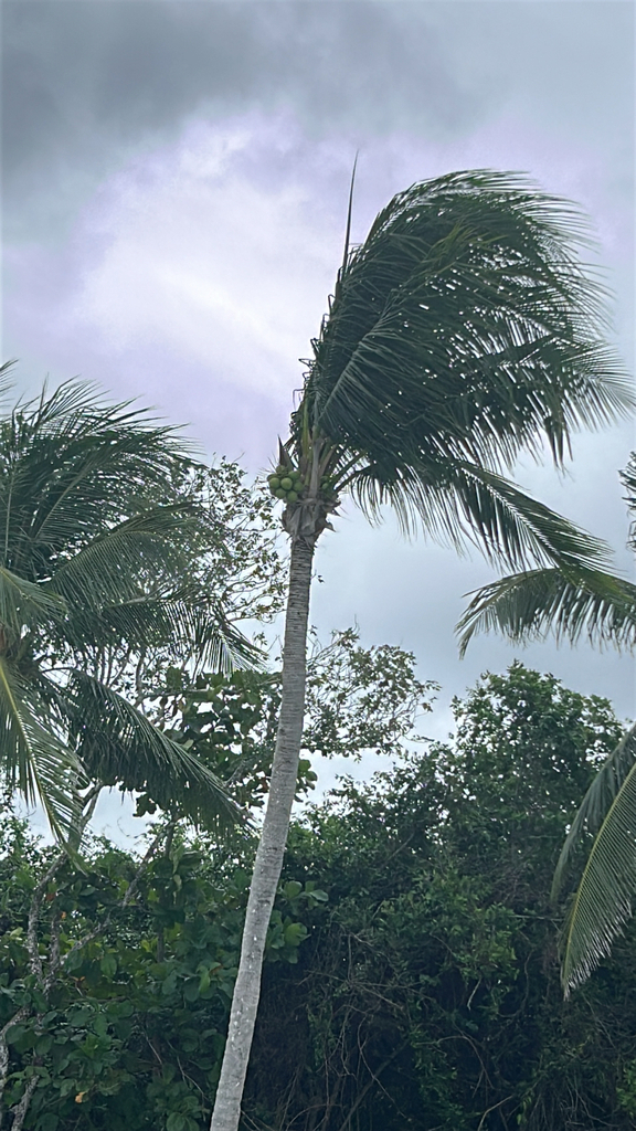 coconut palm from Cozumel, Q. Roo., MX on April 8, 2025 at 12:12 PM by ...