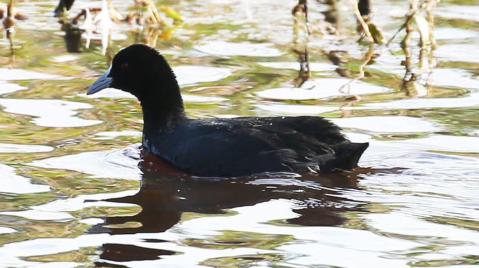 Australasian Coot from Maffra VIC 3860, Australia on April 6, 2025 at ...