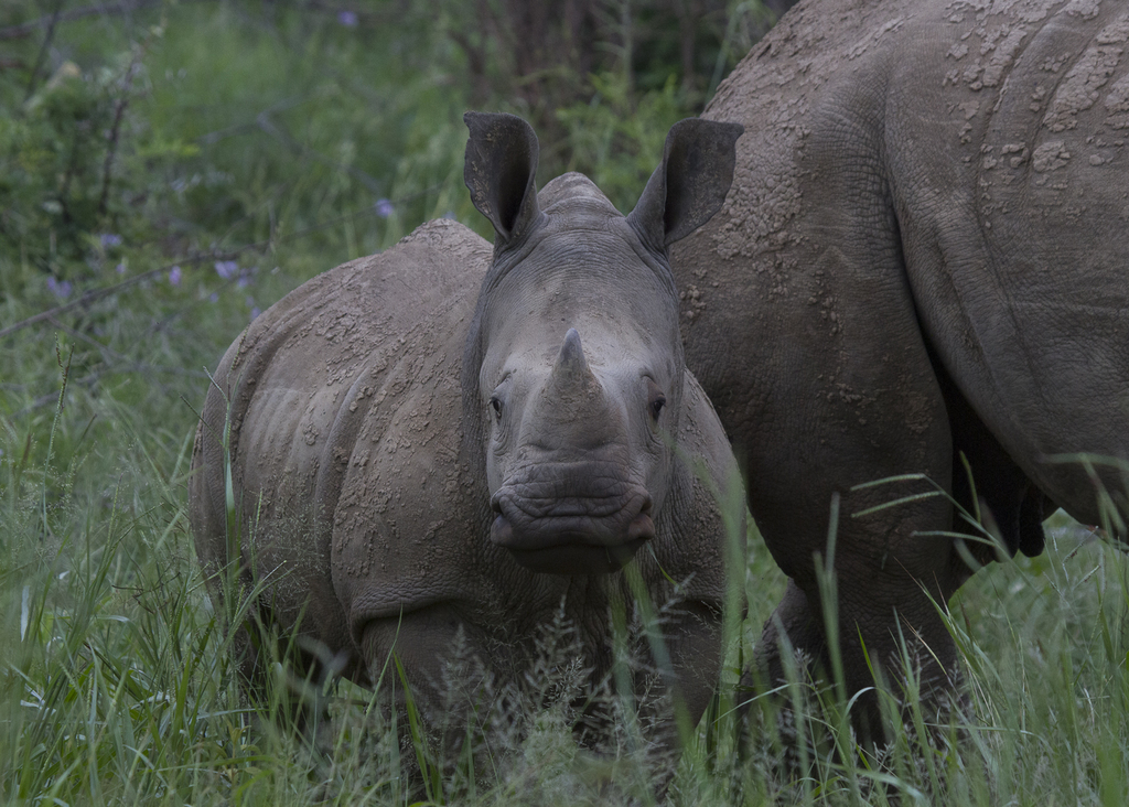 Southern White Rhinoceros in January 2019 by Andre Harmse · iNaturalist