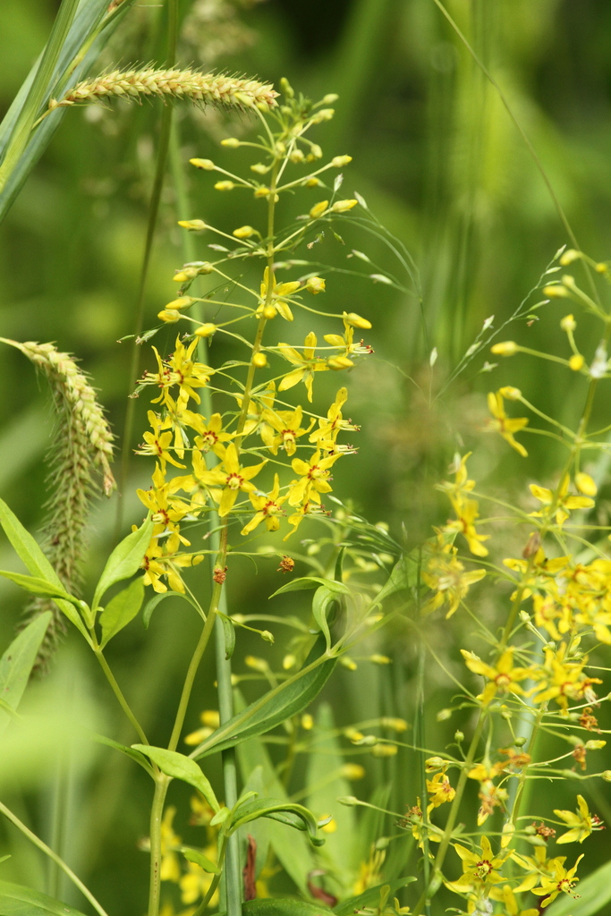 swamp candles from Hancock, ME, USA on July 04, 2024 at 12:36 PM by ...