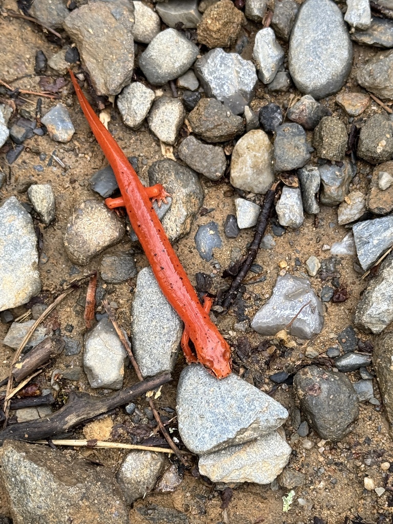 Spring Salamander from Great Smoky Mountains National Park, Gatlinburg ...