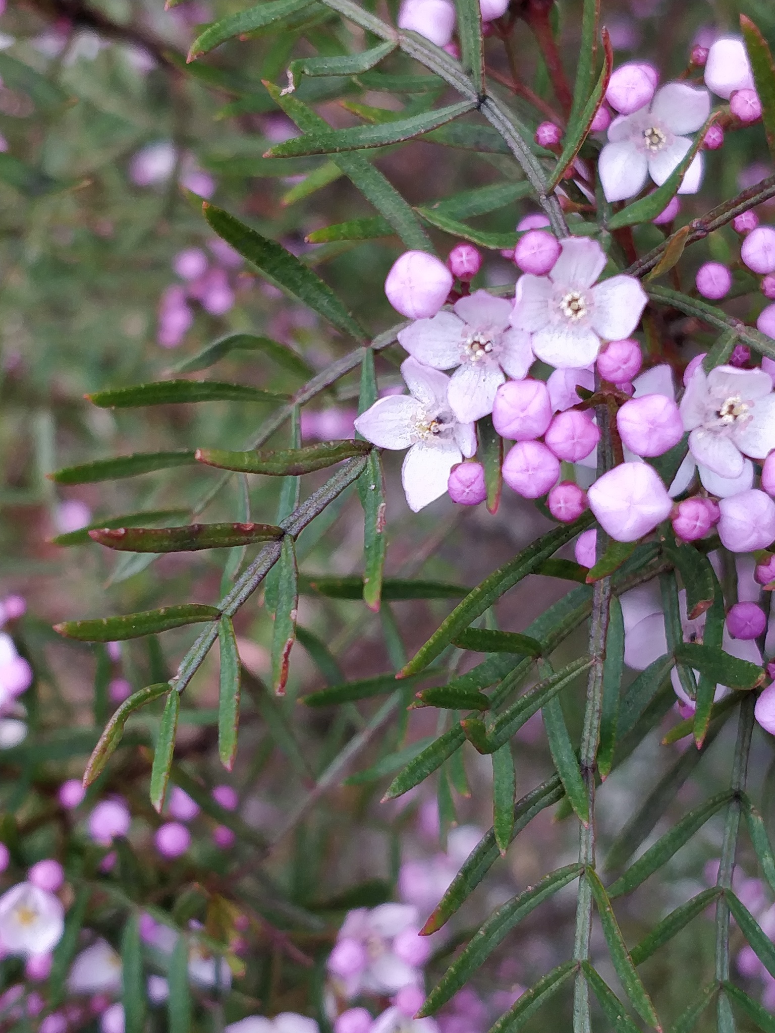 Boronia thujona Penfold & Welch
