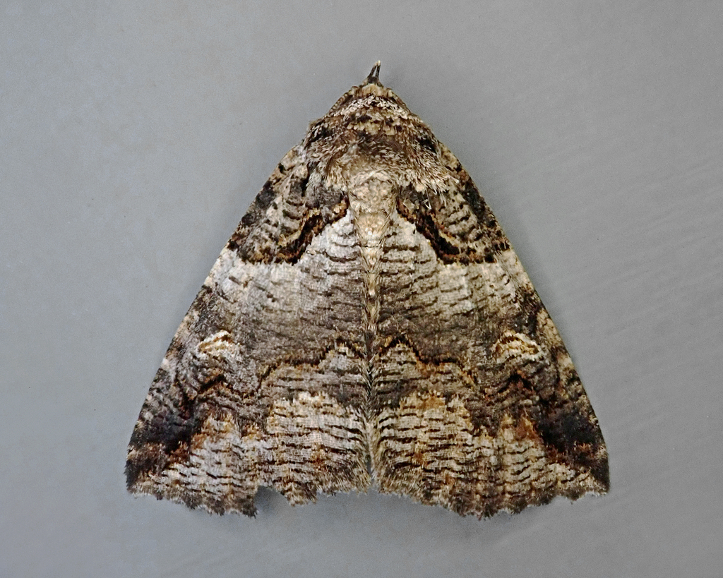 Intent Zale Moth from Salem, NH 03079, USA on May 22, 2021 at 05:23 AM ...