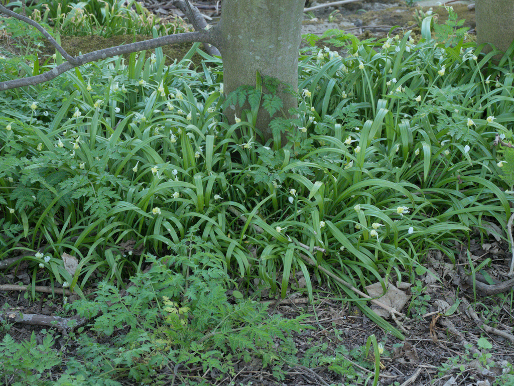 Few-flowered Leek from Richmond, UK on April 8, 2025 at 06:26 PM by ...