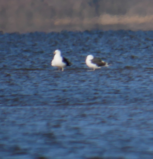 Great Black-backed Gull from Thorsminde inner coast on April 6, 2025 at ...